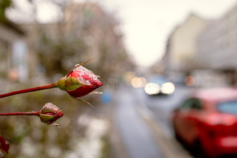 Snowy Red Rose in a Street Garden Stock Image - Image of gift, freeze ...