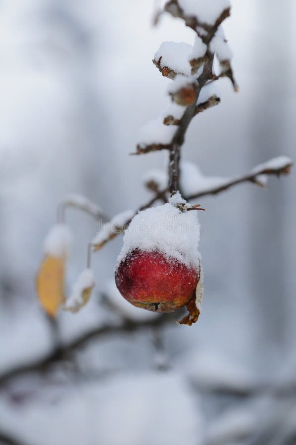 Winter Apple Orchard Michigan Snowfall Stock Image - Image of sunshine ...