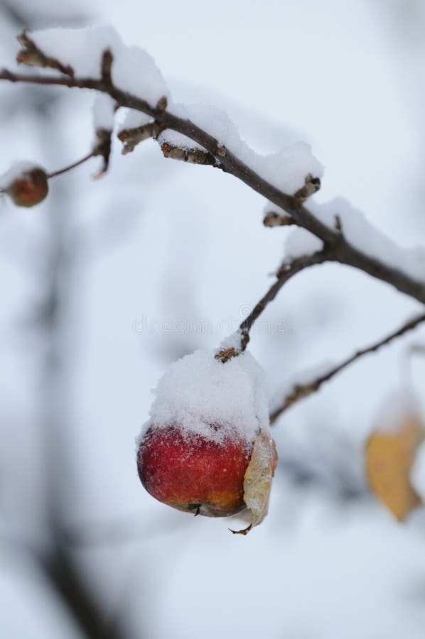 Snowy red winter apple stock image. Image of branch, natural - 7232237