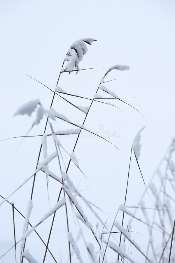 Dry Reeds in the Winter stock photo. Image of outdoor - 22193708