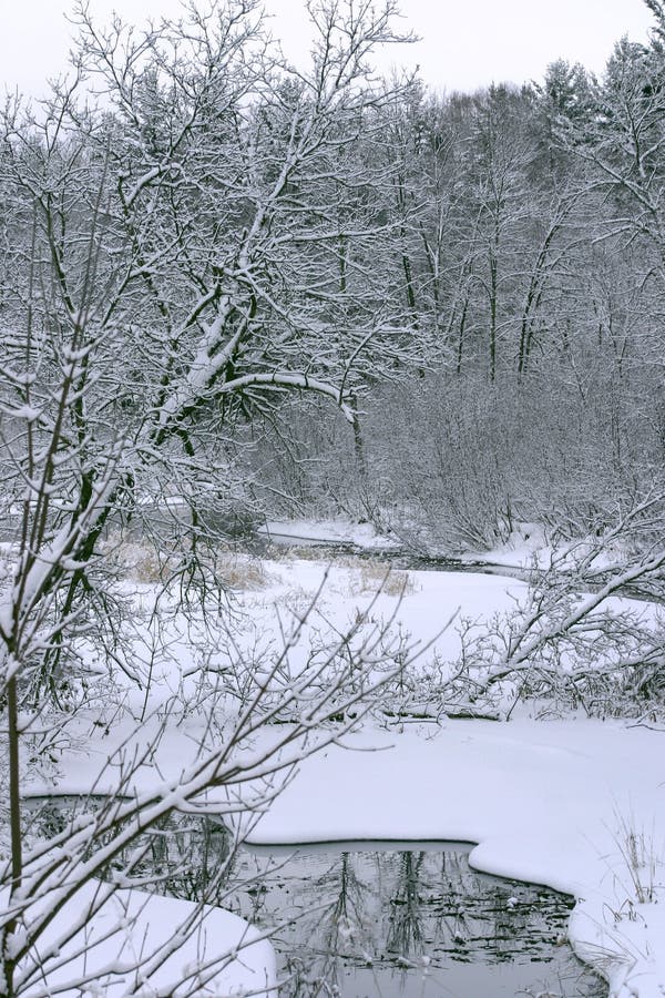 Snowy Swamp Picture. Image: 1838968