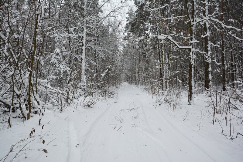 Snowy Road through a Pine Trees Covered Snow Forest Landscape in Winter ...