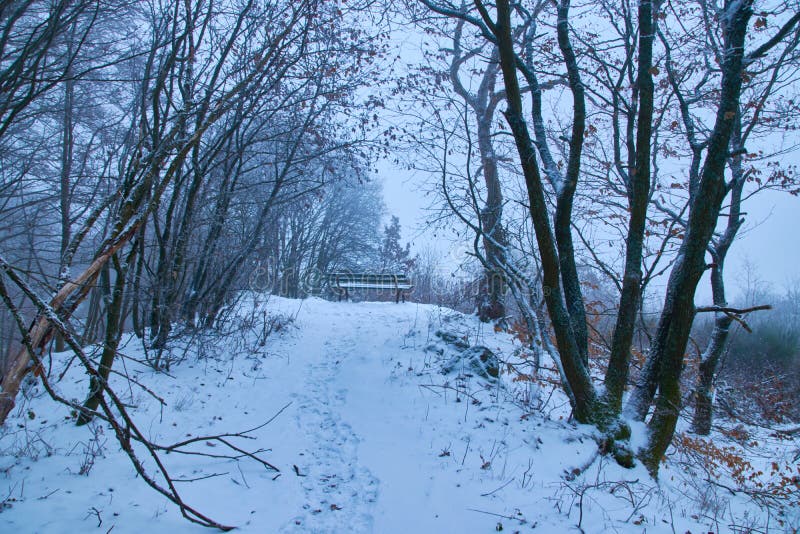 Snowy Romantic Forest in the Cold Season Stock Photo - Image of travel ...