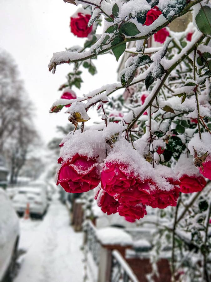 Snowy Roses tree stock image. Image of roses, tree, snowy - 242403153