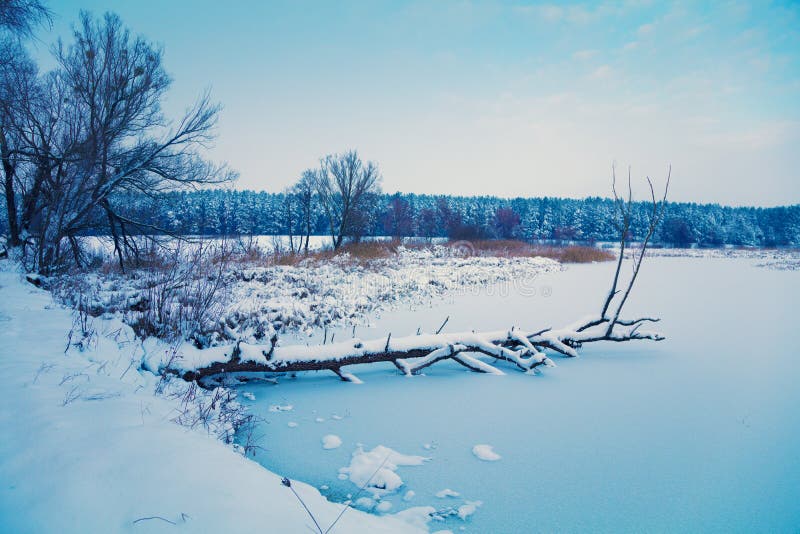 Fallen Tree in the Frozen Lake Stock Image - Image of river, morning ...