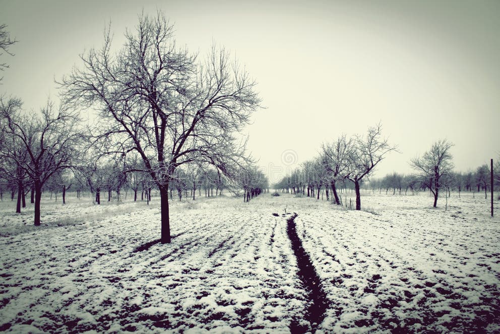 Snowy sad orchard stock photo. Image of snowy, rural - 24982756
