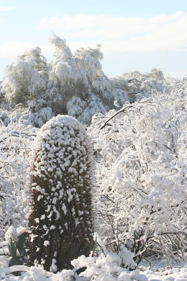 Snow Cactus stock photo. Image of cactus, snowstorm, arizona - 1831306