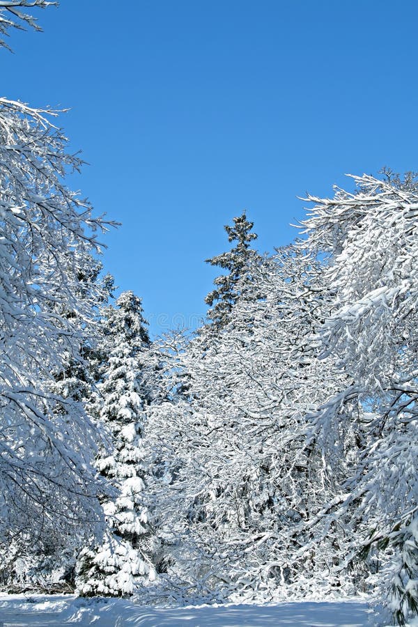 Snowy Scene stock photo. Image of winter, seasonal, snow - 4356214