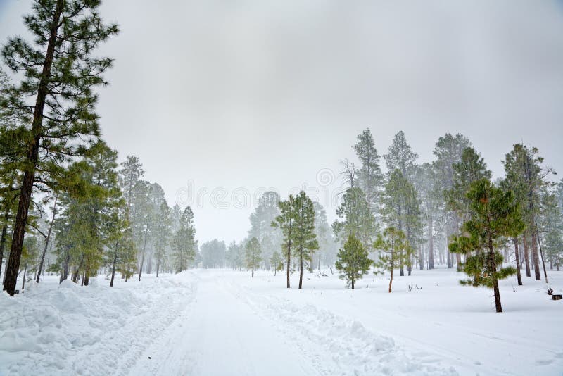 Snowy scene stock photo. Image of scenery, winter, woods - 9839248