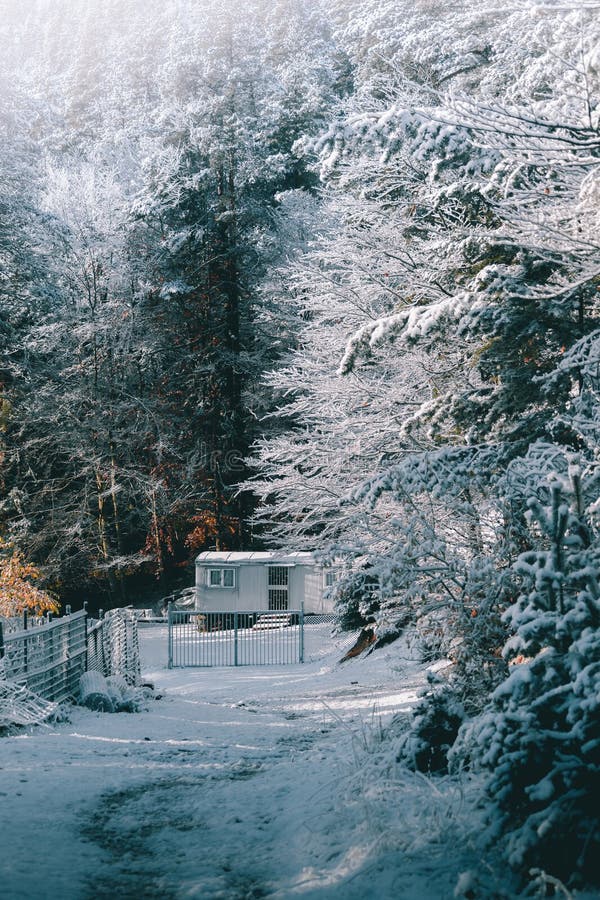 Snowy Scenery in the Early Winter Stage in the Forest. Stock Image ...