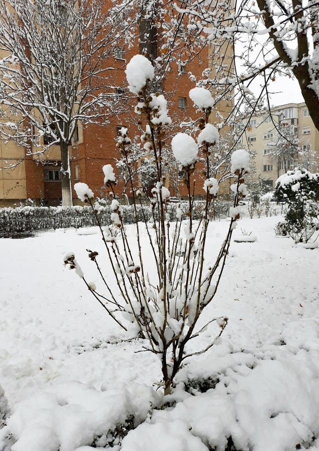 Snowy Shrub with Snow Flowers Stock Image - Image of snowfall, building ...