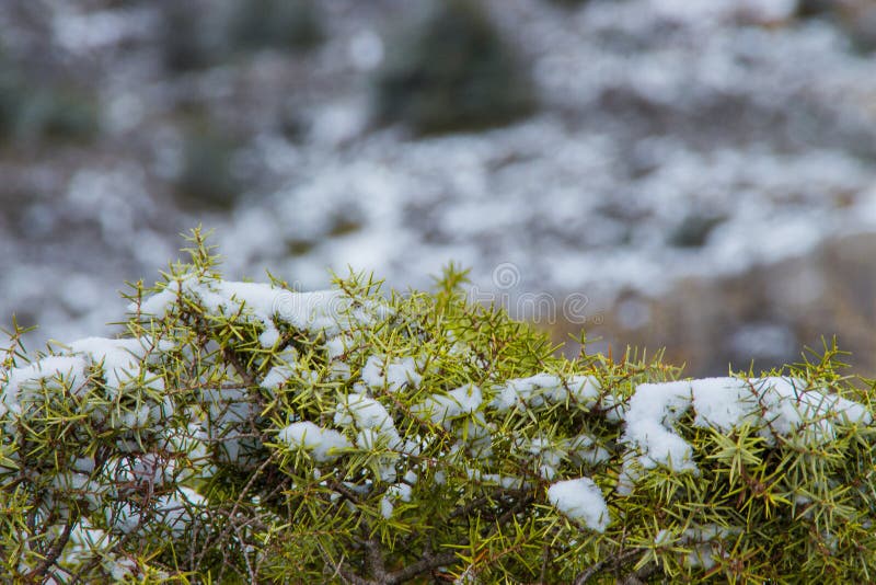 Snowy shrub texture stock image. Image of environment - 105313229