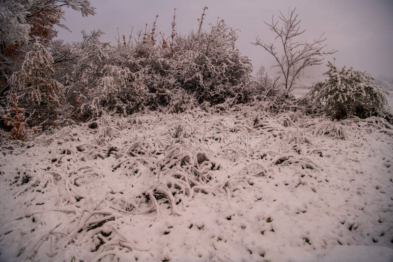 Snowy shrubbery in winter stock photo. Image of plant - 266623416