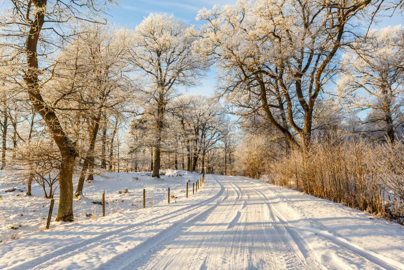 Snowy Slippery Winter Road through Oak Woods Stock Image - Image of ...