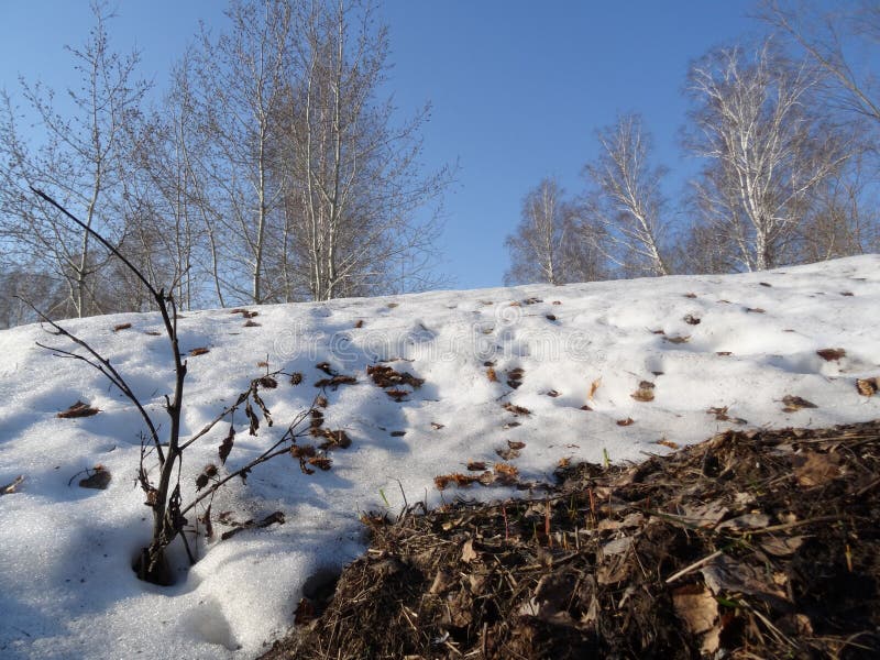 On a Snowy Slope Dry Autumn Leaves Stock Image - Image of season ...