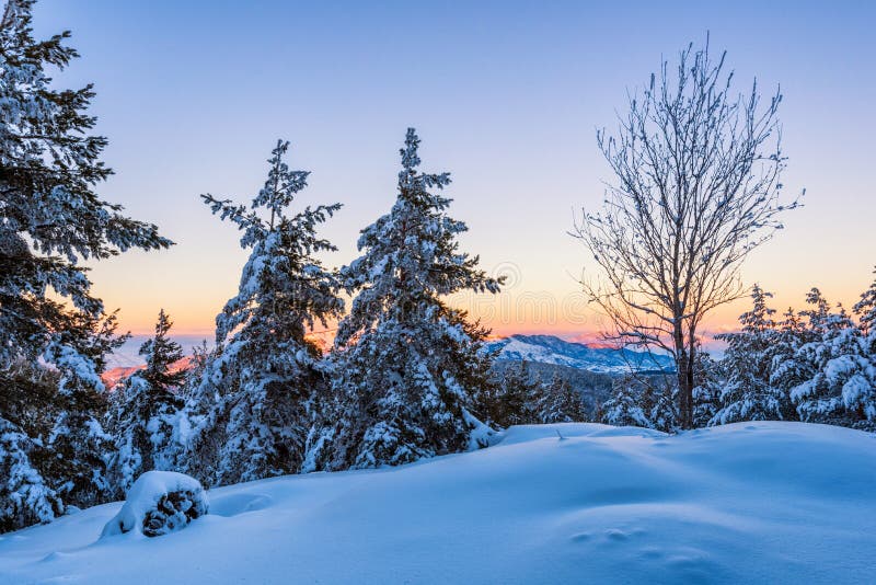Snowy Slope in the Forest at Sunset Stock Photo - Image of deciduous ...