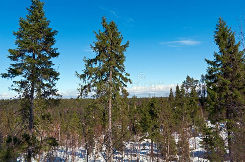 Snowy spring landscape stock photo. Image of stream, forest - 71121016