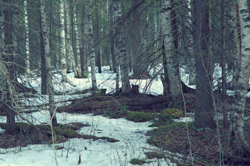 Snowy spring landscape stock photo. Image of snow, tree - 70312418