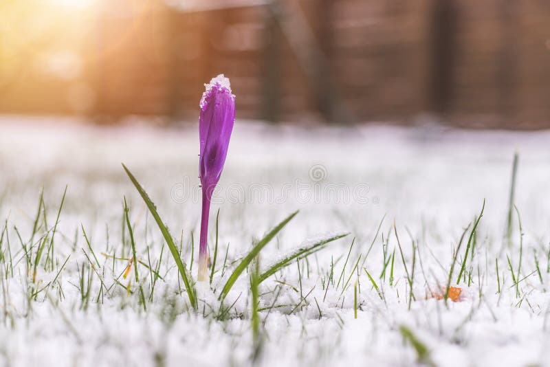 Snowy Springtime in the Front Yard. Crocus Spring Flowers in the Snow ...