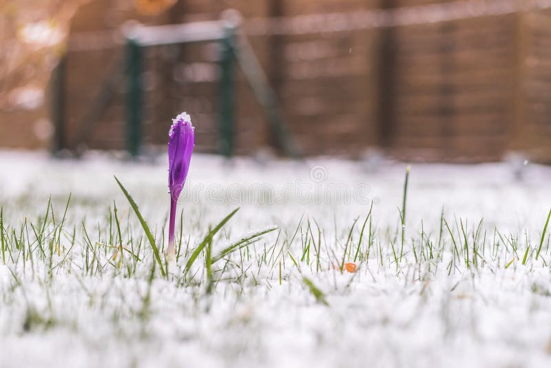 Snowy Springtime in the Front Yard. Crocus Spring Flowers in the Snow ...