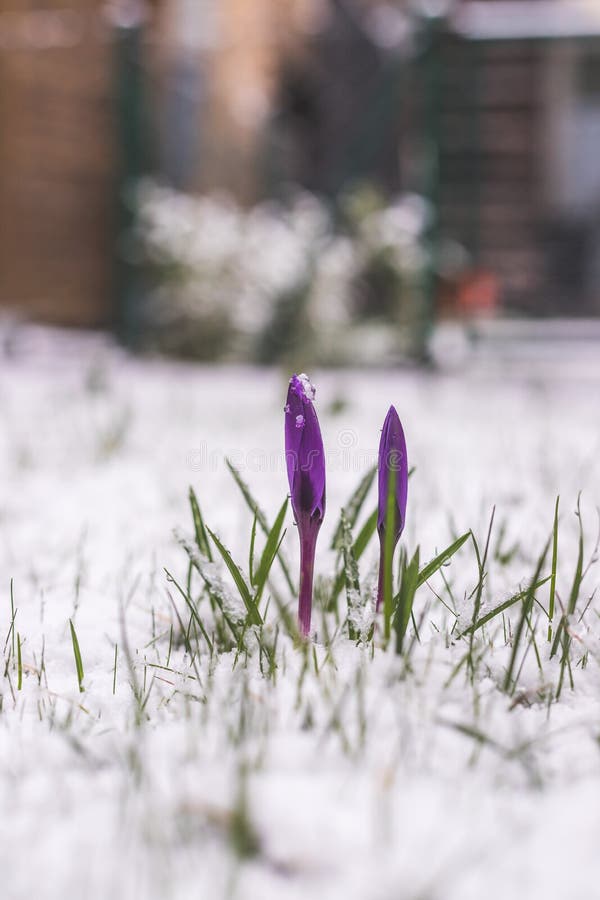Snowy Springtime in the Front Yard. Crocus Spring Flowers in the Snow ...