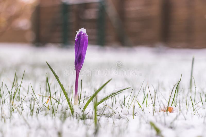 Snowy Springtime in the Front Yard. Crocus Spring Flowers in the Snow ...