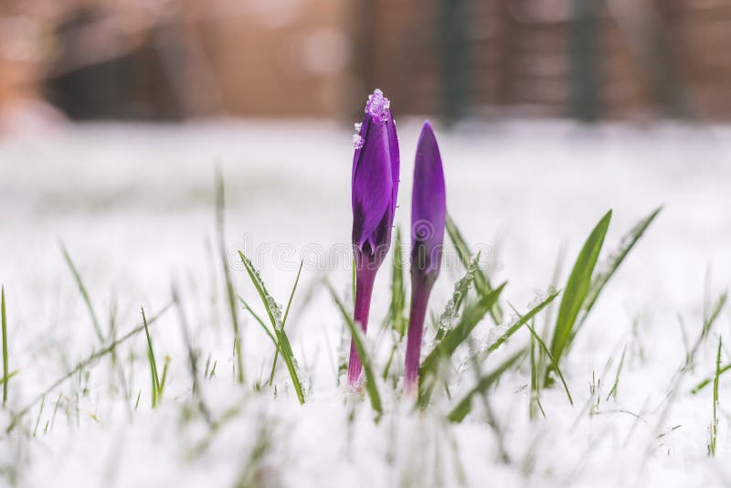 Snowy Springtime in the Front Yard. Crocus Spring Flowers in the Snow ...
