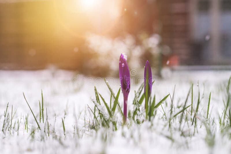 Snowy Springtime in the Front Yard. Crocus Spring Flowers in the Snow ...