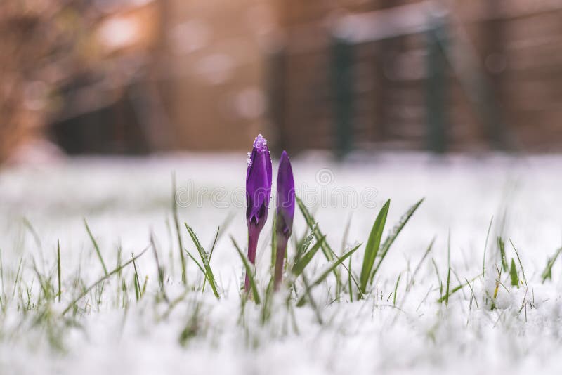Snowy Springtime in the Front Yard. Crocus Spring Flowers in the Snow ...