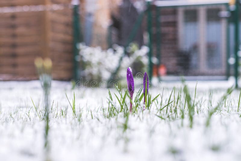 Snowy Springtime in the Front Yard. Crocus Spring Flowers in the Snow ...