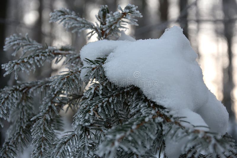 Snowy spruce stock image. Image of winter, spruce, white - 85193479