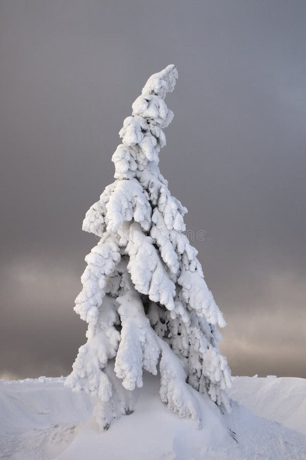 Snowy pine tree stock photo. Image of frosty, snow, snowy - 176912