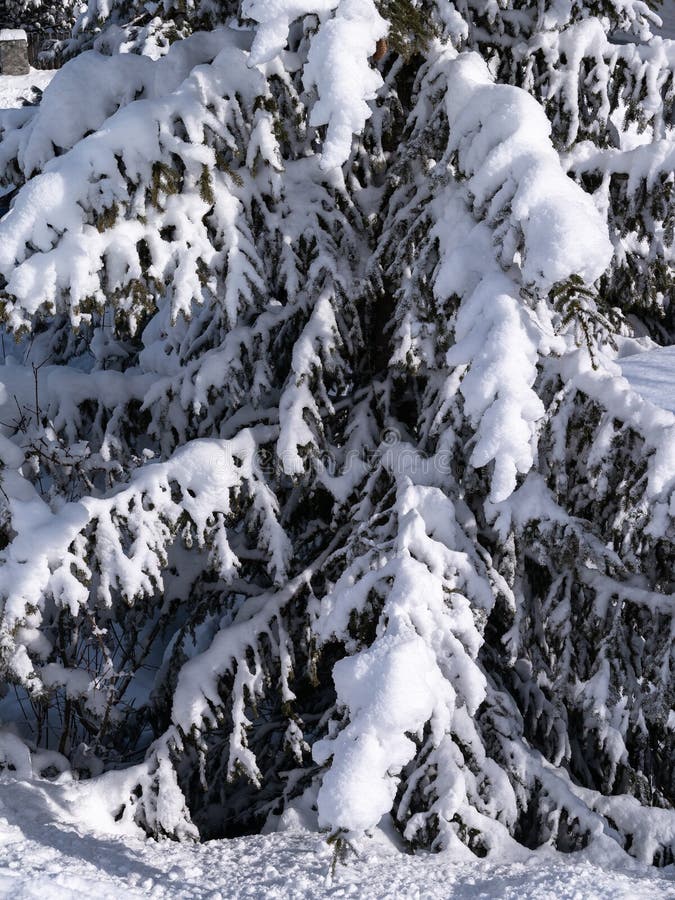 Snowy spruce stock photo. Image of landscape, seasonal - 270887826