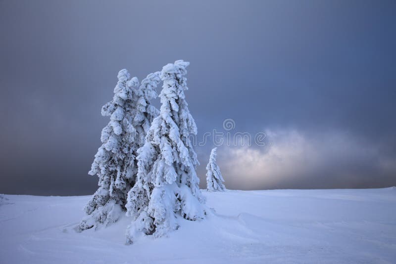 Snowy spruce trees stock photo. Image of outdoors, cloudy - 46398418