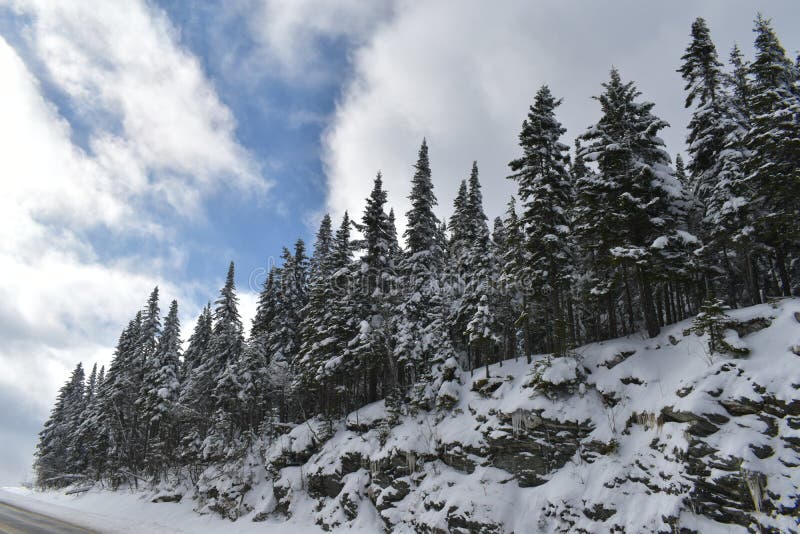 Snowy Spruce Trees Under a Blue Sky Stock Image - Image of feuillage ...