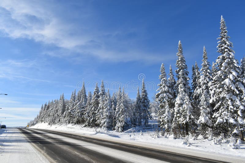 Snowy Spruce Trees Under a Blue Sky Stock Photo - Image of black, mont ...