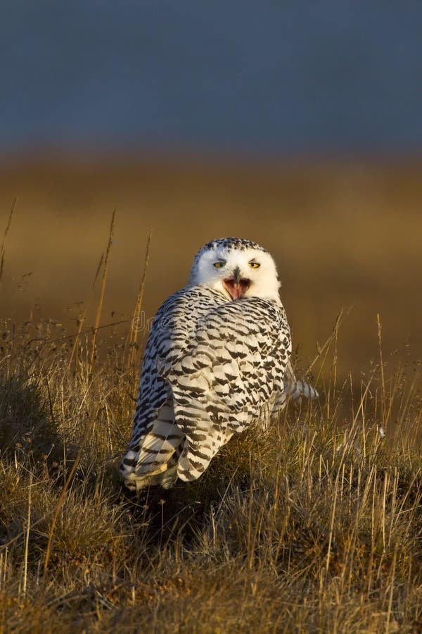 Snowy Squawk stock photo. Image of bird, autumn, tundra - 11087028