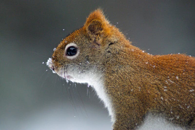 Snowy Squirrel stock photo. Image of head, mammal, squirrel - 44167678
