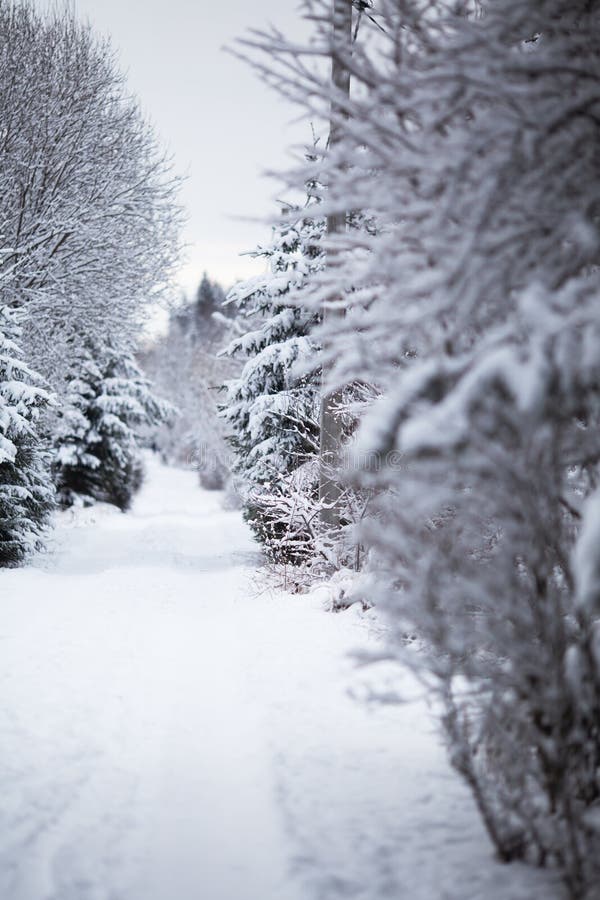 Snowy Street with Huge Trees. Vertical Format Stock Photo - Image of ...