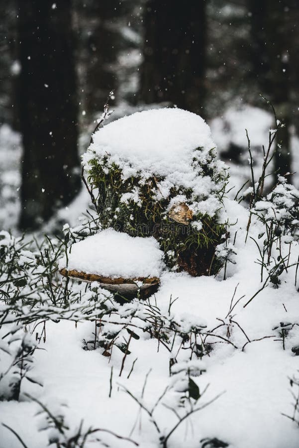 Snowy Stump Scene stock photo. Image of natural, environment - 192849608