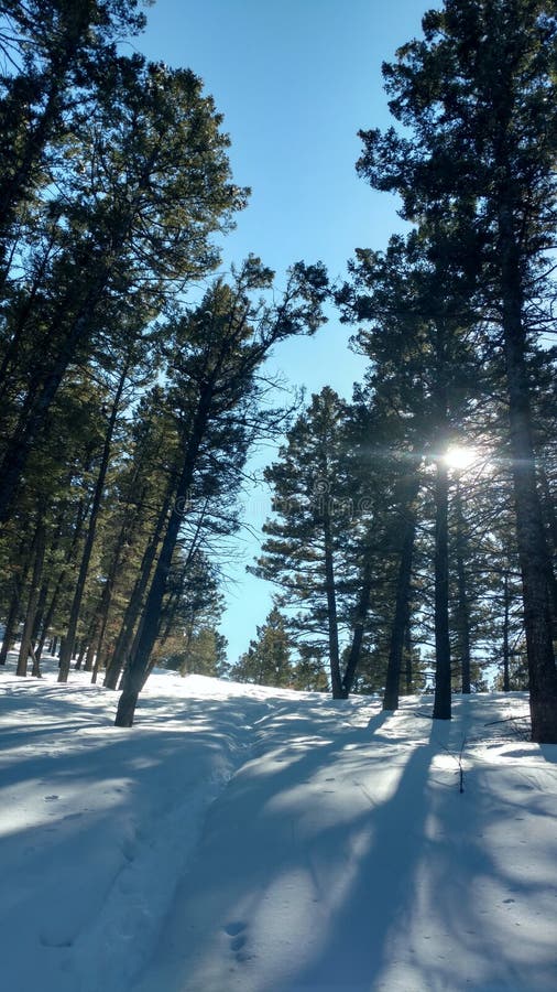 Snowy sun through trees stock image. Image of trail - 111675093