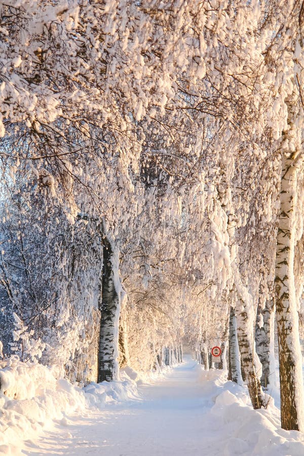 Snowy, Sunny Birch Path II stock photo. Image of forest - 36870148
