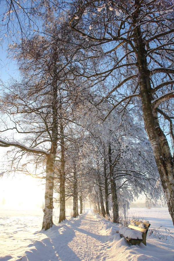Snowy, Sunny Birch Path V stock photo. Image of forest - 36870212