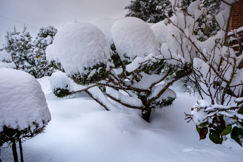 Snowy Thujas - Large Patches and Piles of Snow on Coniferous Shrubs ...