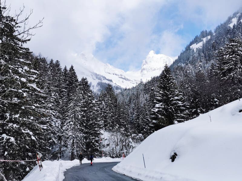Snowy Track in the Pine Forest Stock Image - Image of winter, sports ...