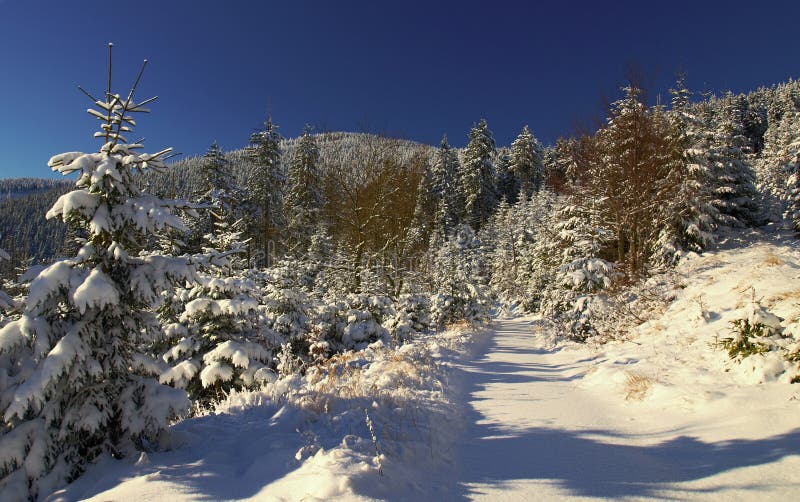 Snowy trail stock image. Image of ecology, postcard, beam - 28161815