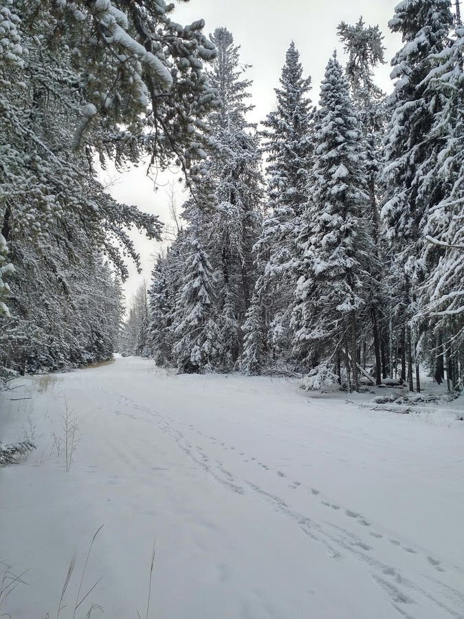 Snowy trail stock image. Image of trail, snowy, forest - 65446917