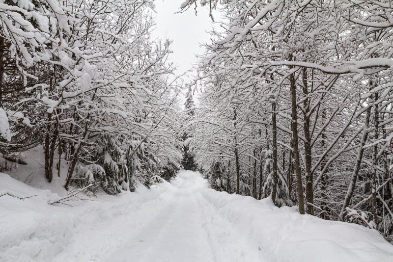 Snowy Trail through Corridor of Deciduous Trees, Whistler, BC Stock ...