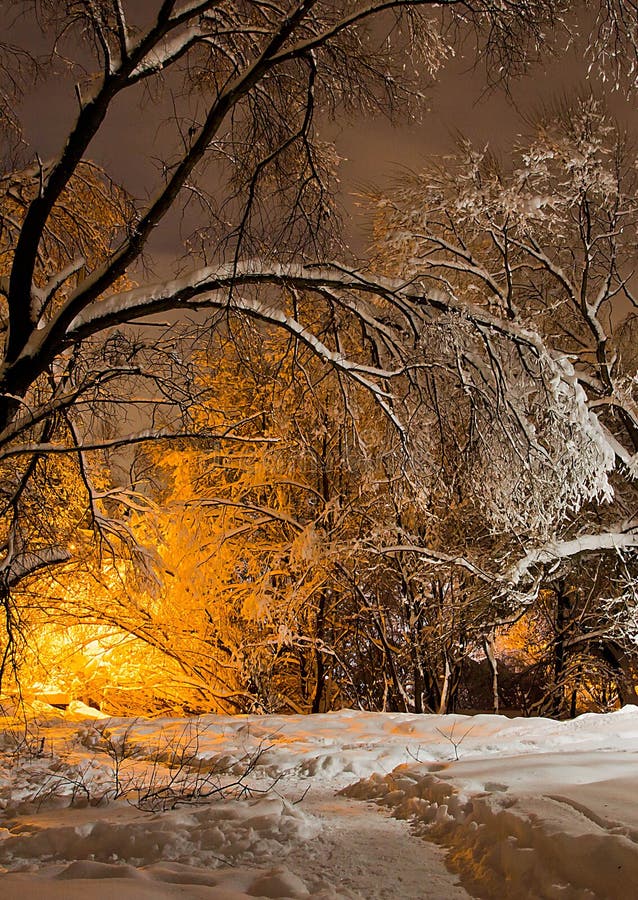 Snowy Trail in the Park in Winter Evening Stock Image - Image of bush ...