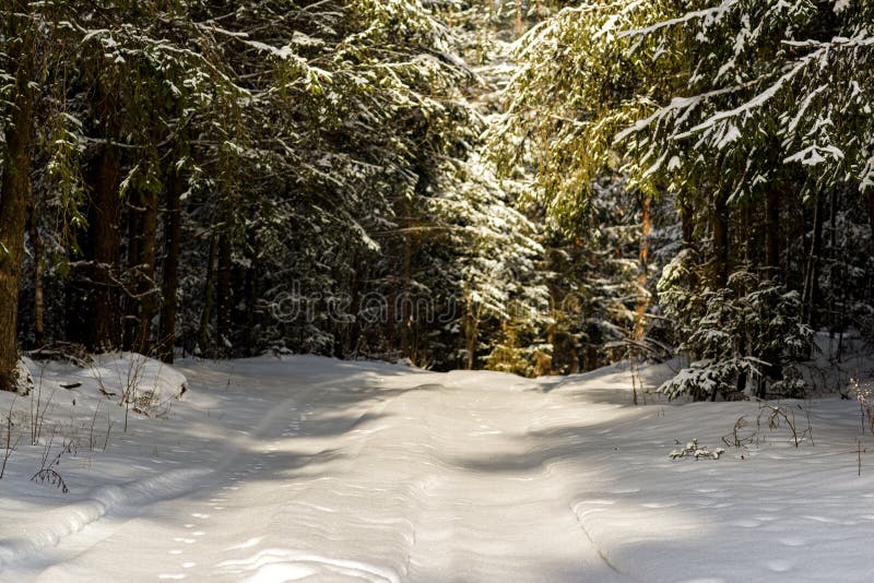 Snowy Trail Path in the Winter Coniferous Forest.Cold Winter Snowy ...